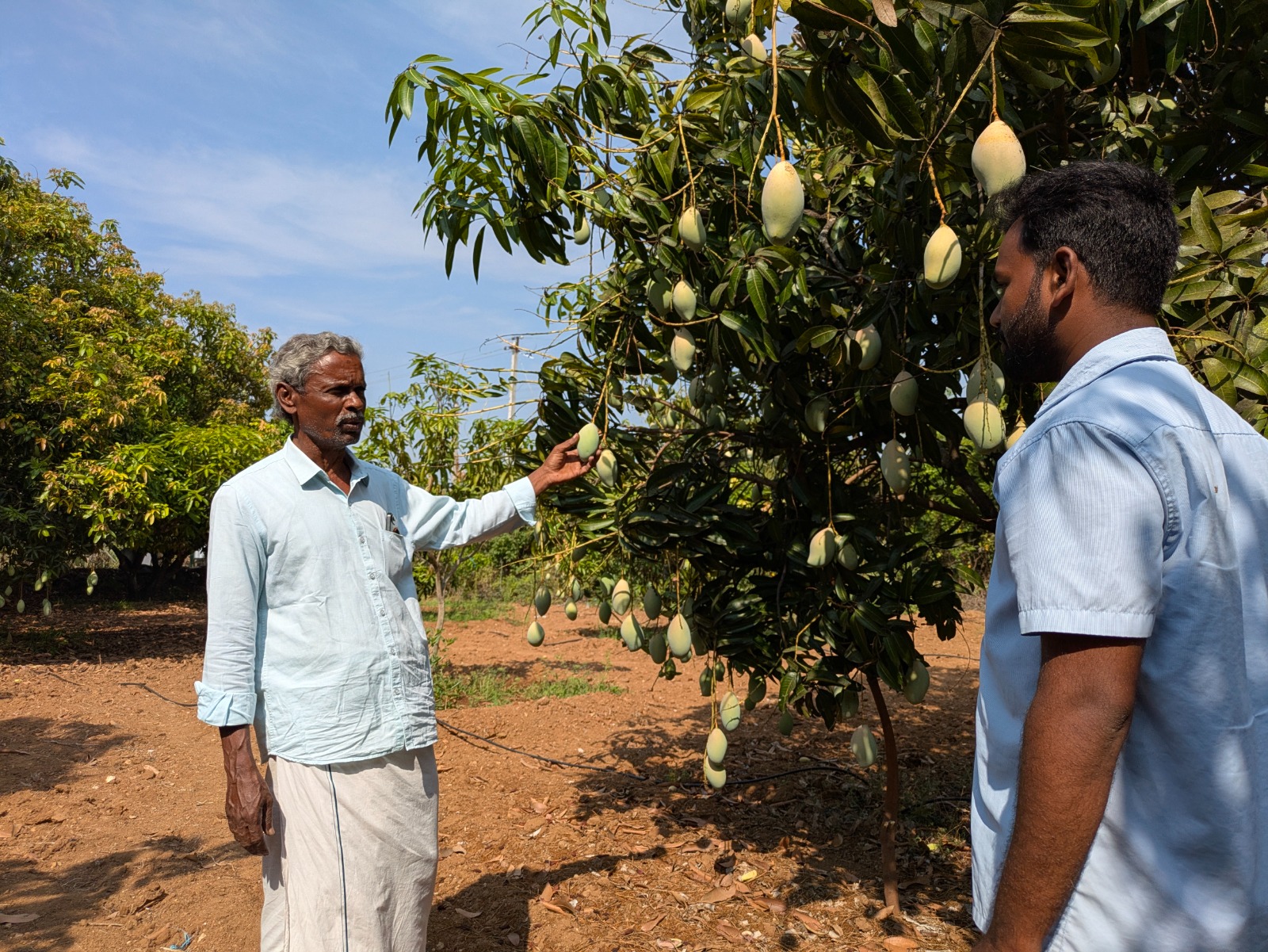 Indian Mango Crop Report 2026: ABC Fruits